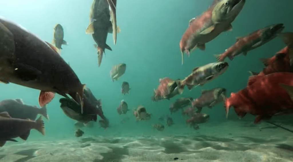 Pacific Coast Indigenous nations see a glimmer of hope for the future ...