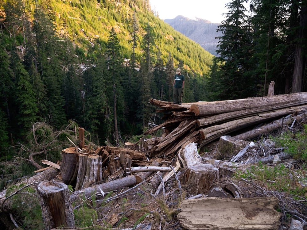 How the Walbran Blockade Echoes Another Famous Stand in the Forest ...